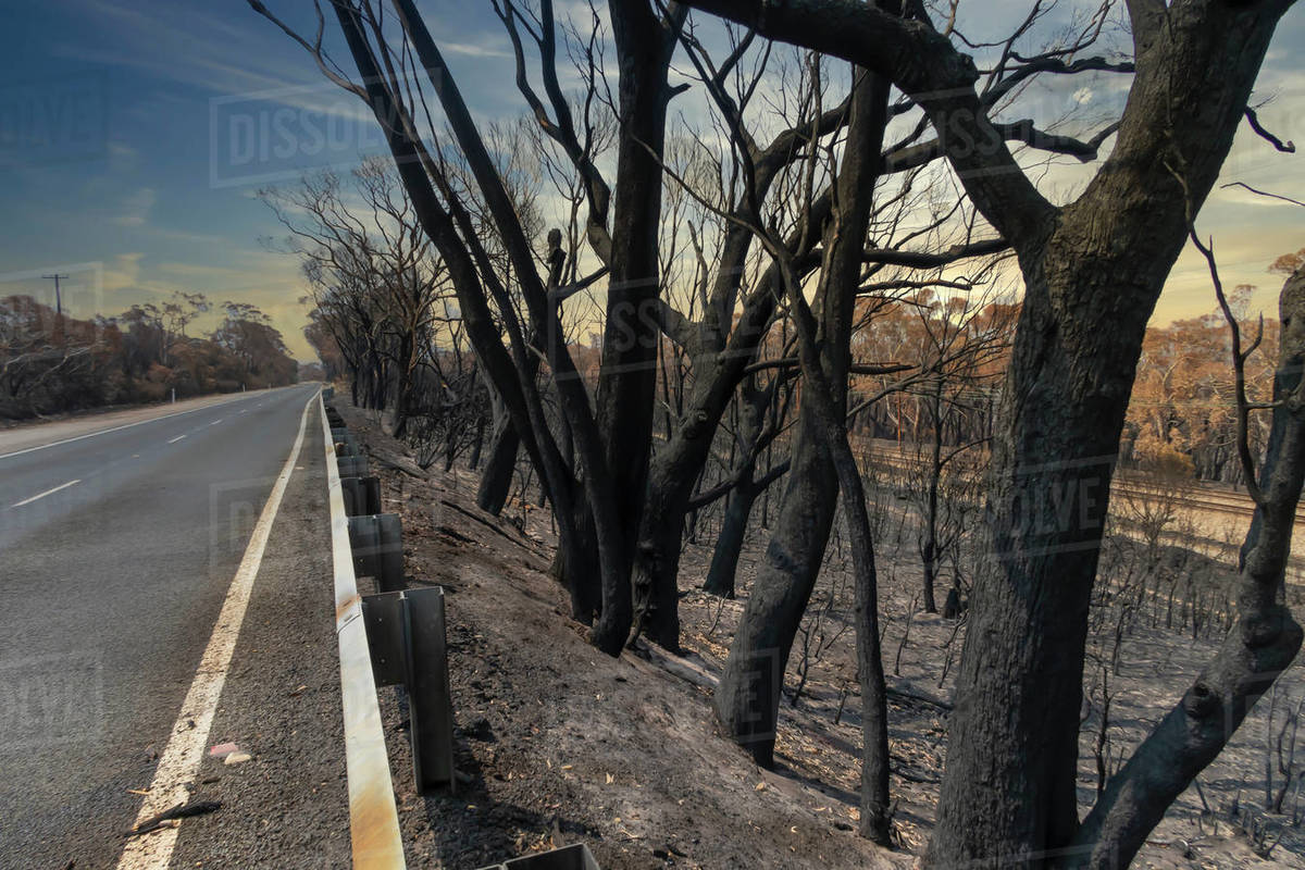 Gum trees burnt alongside a road in the bushfires in The Blue Mountains ...