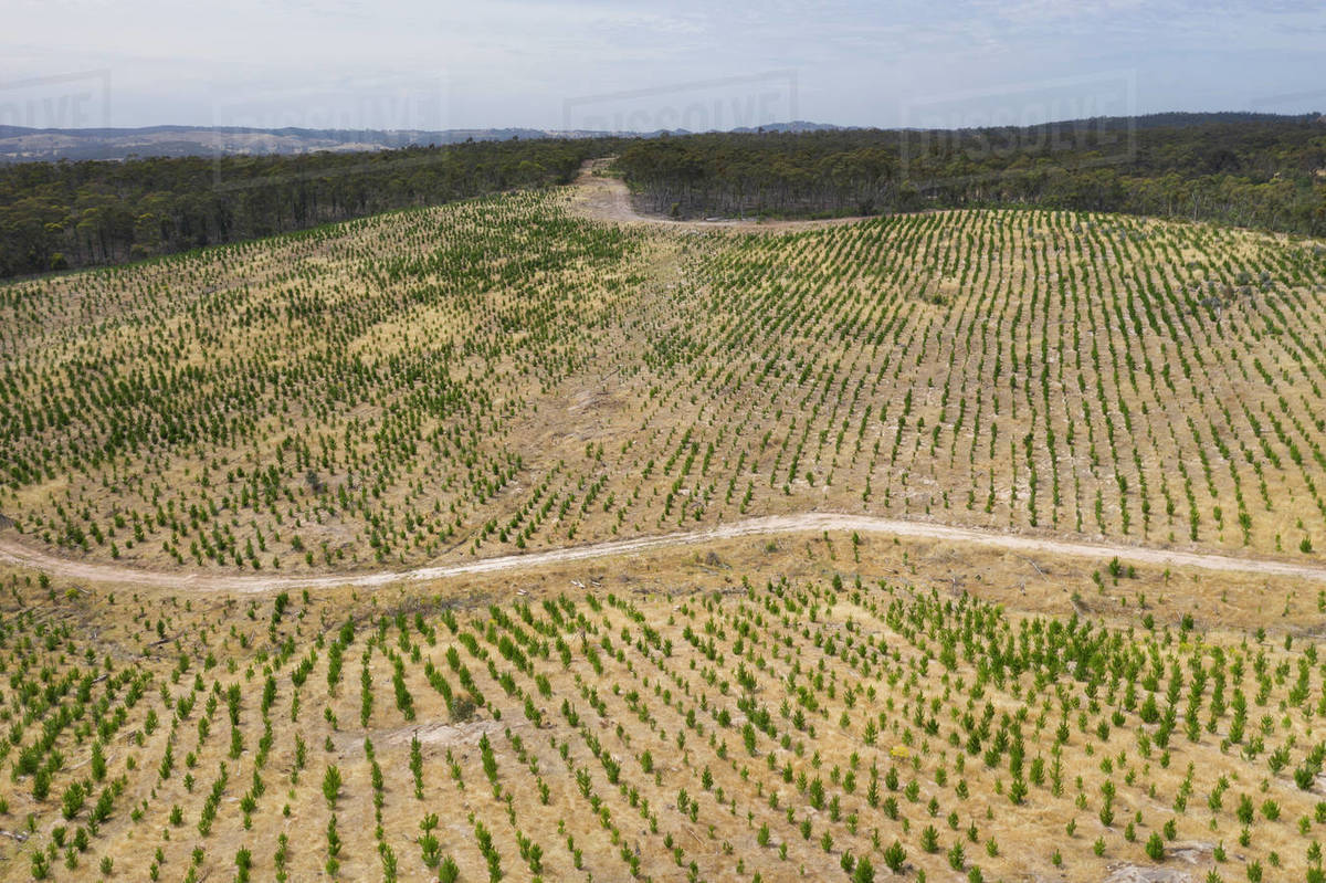 Aerial View Of A Pine Tree Farm In Regional South Australia Stock aerial-view-of-a-pine-tree-farm-in-regional-south-australia-stock