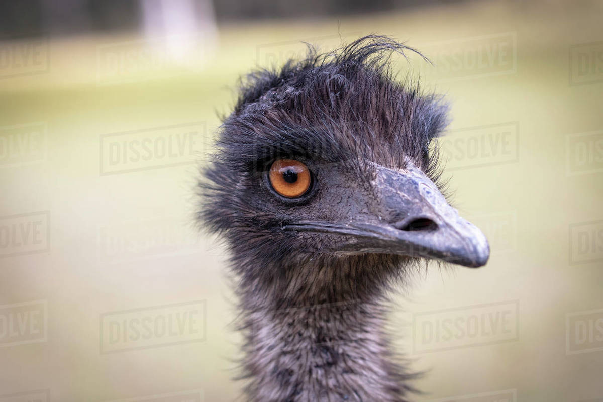 Portrait of the head of an Australian Emu in an outback field - Royalty ...