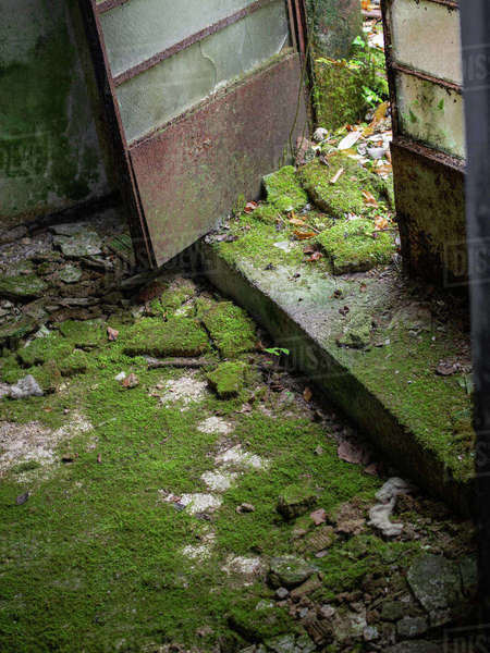 Old abandoned building floor door entrance with moss on the ground and ...