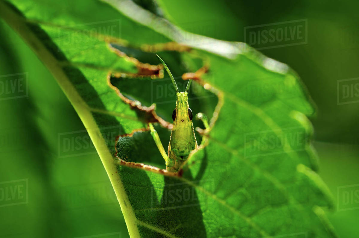 A grasshopper on the green leaf after the rain - Royalty-free Stock ...