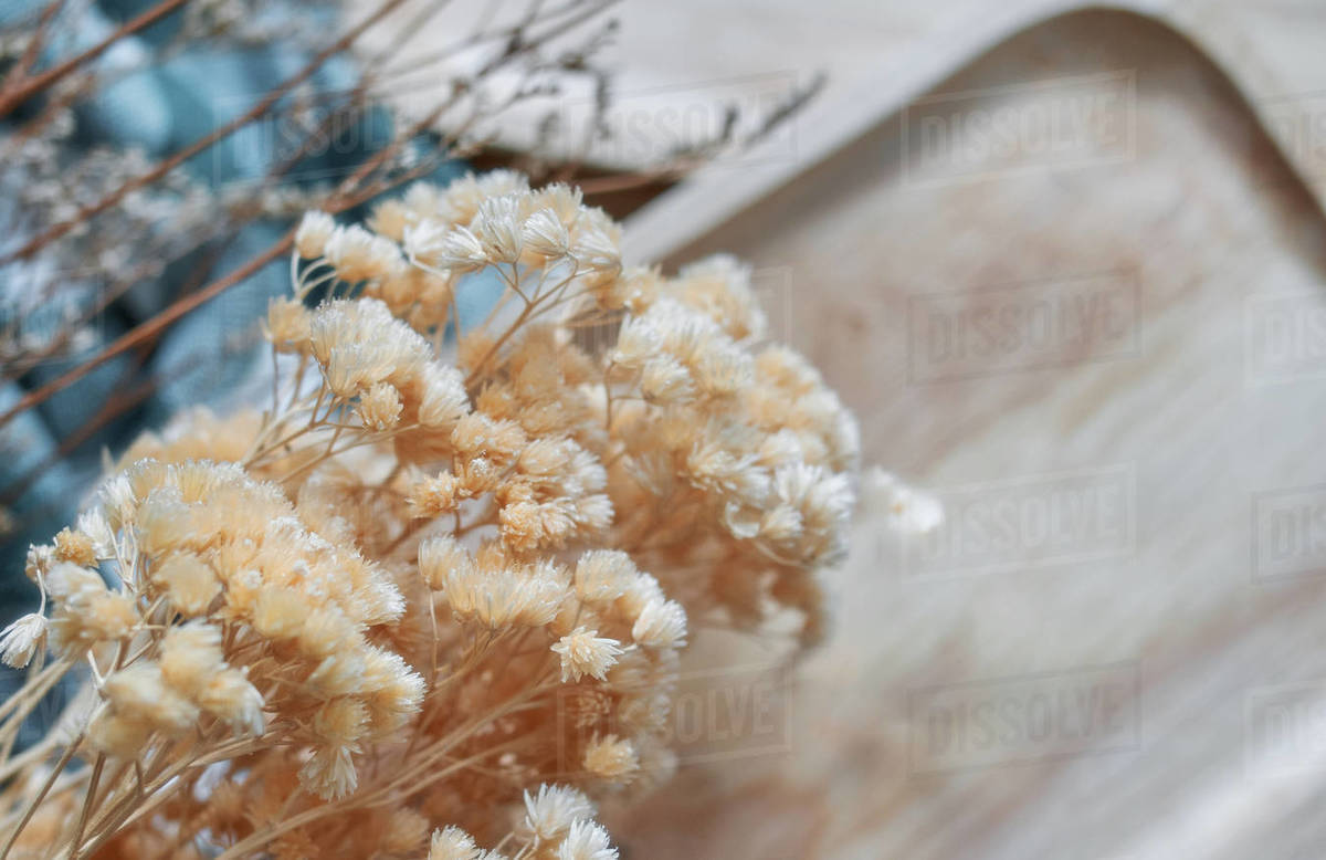Beige color dry flowers on the table - Stock Photo - Dissolve