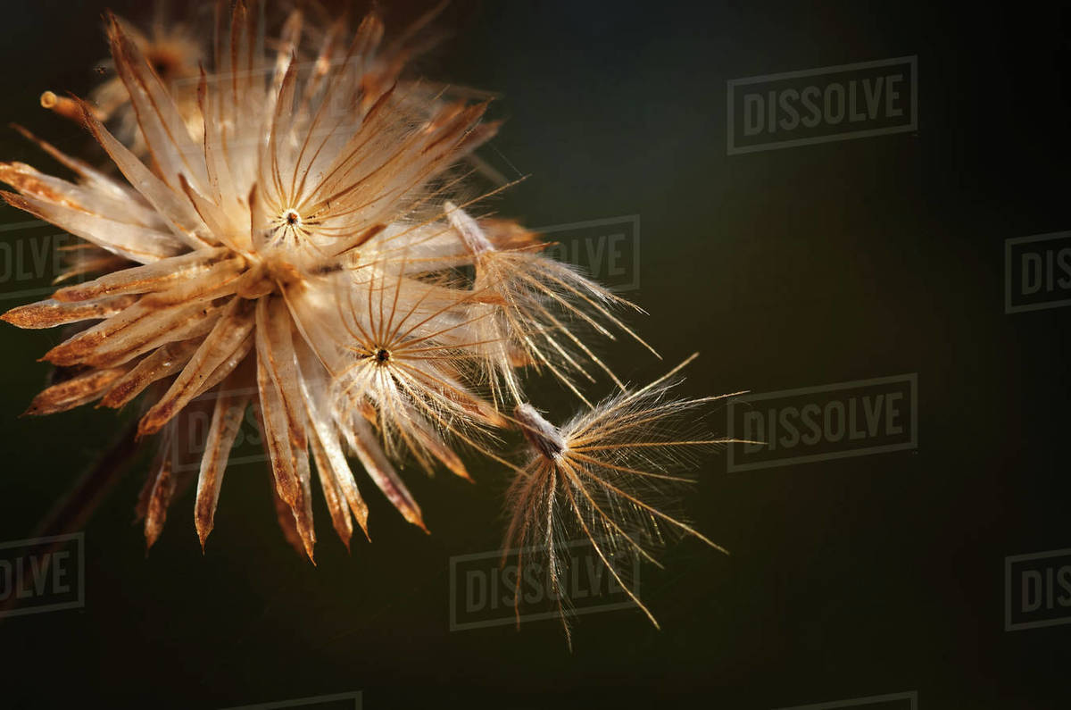 Close-up view of the dry seeds with fur - Royalty-free Stock Photo ...