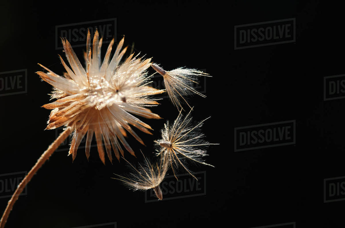 Close-up view of the dry seeds with fur - Royalty-free Stock Photo ...