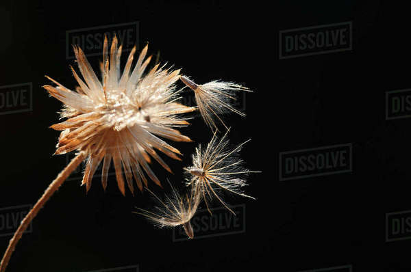 Close-up view of the dry seeds with fur - Stock Photo - Dissolve