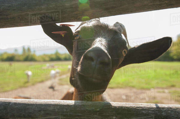 Goat goat portrait closeup on the farm - Royalty-free Stock Photo ...