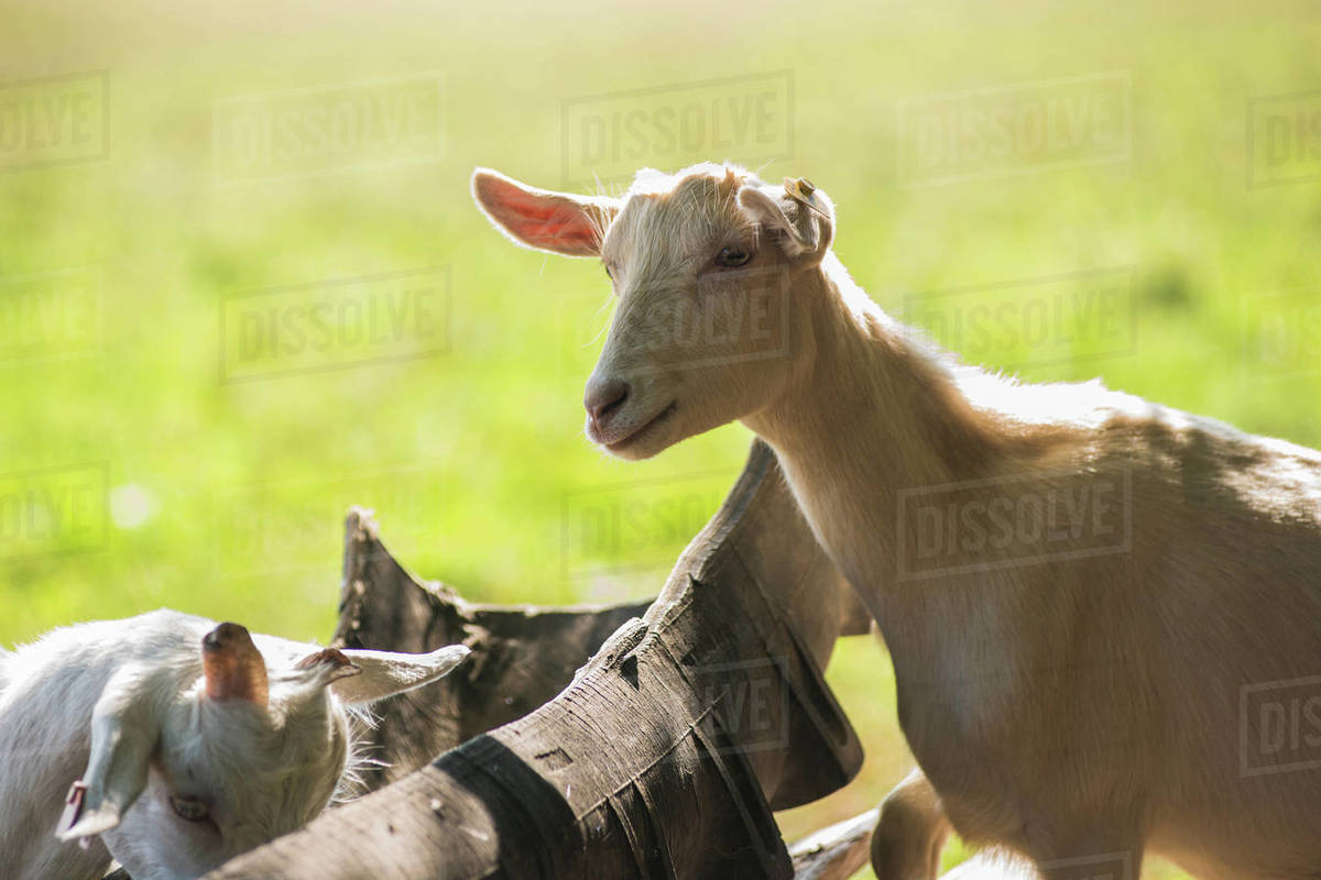 Photo of goat in farm background - Stock Photo - Dissolve