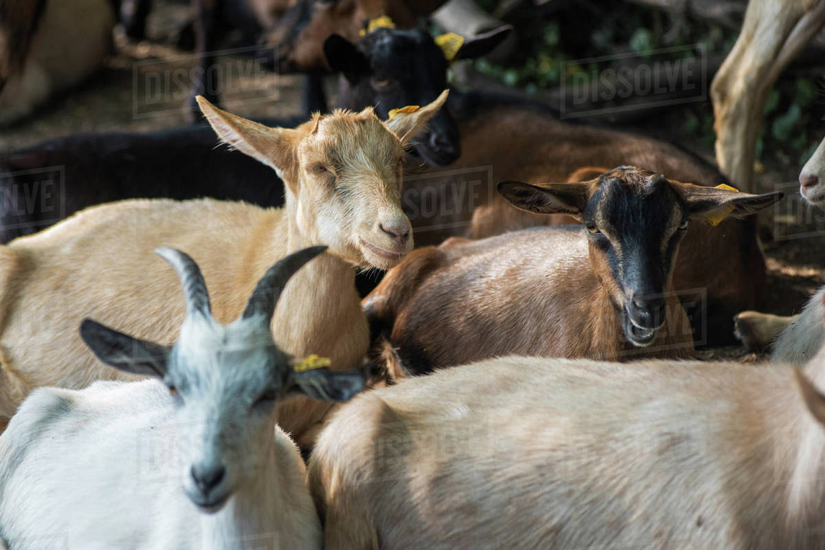 Photo of goat in farm background - Stock Photo - Dissolve