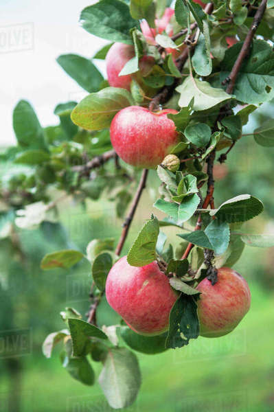 Apple tree with apples, organic natural fruits in a garden, harvest ...