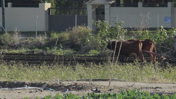 Typical farmer with a yoke of oxen plowing a field - Stock Video ...