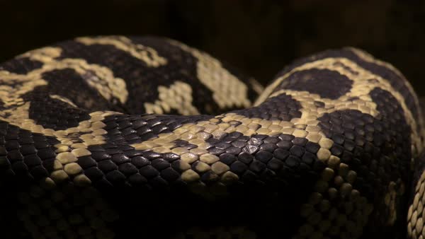 Diamond python snake scales body passing in close up - Morelia spilota ...