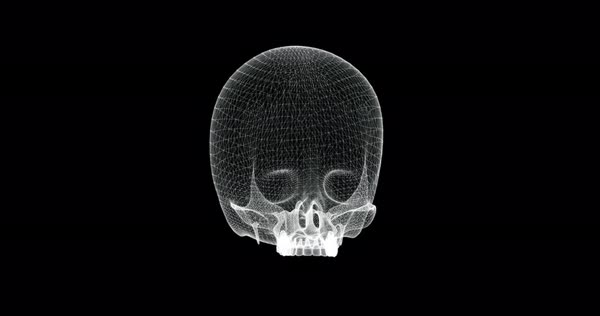 Hologram screen of skull Cranium without mandible bone in the human ...