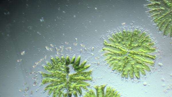 Light microscopy of tiny protozoa feeding around large green ...