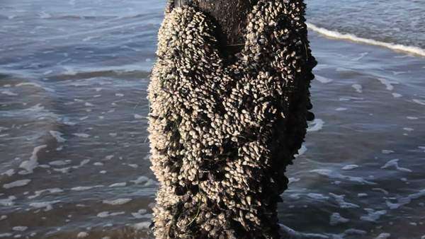 Barnacles encrusted on the pylons of a pier along the Central Coast of ...