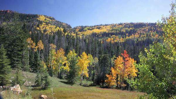 Mixed forest of pine, fir and aspen trees in autumn, in the mountains ...