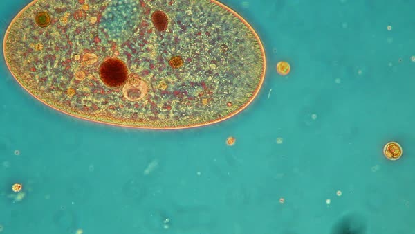 Paramecium. Light microscope footage of ciliate protozoan Paramecium sp ...