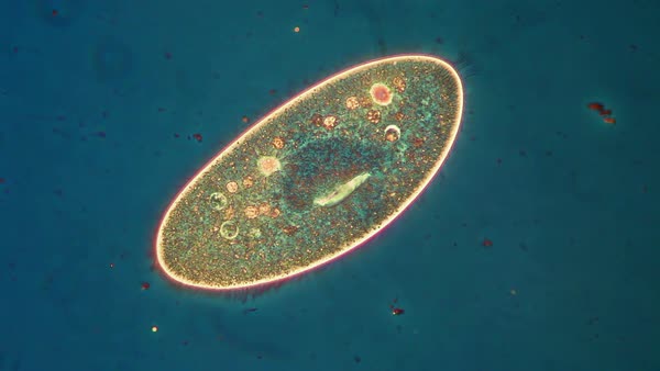 Ciliates on algae. Light microscope footage of ciliate protozoa moving ...