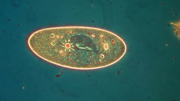 Paramecium. Light microscope footage of ciliate protozoan Paramecium sp ...