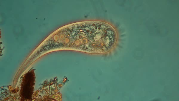 Paramecium bursaria. Light microscope footage of Paramecium bursaria ...