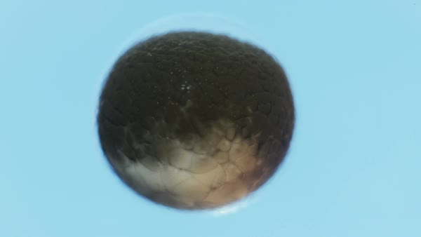Frog embryo development. Light microscope time-lapse footage of a frog ...