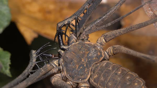 Tailless whip scorpion (Amblypygi) cleaning its spiked pedipalps with ...