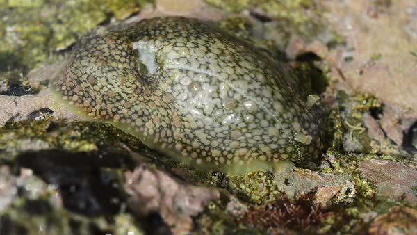 Sea hare (Aplysiomorpha sp.) in shallow water on Piqueros Beach ...