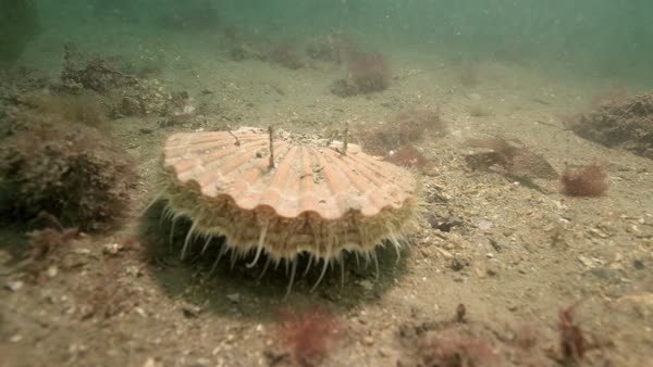 King scallop (Pecten maximus) underwater and turning to swim off over ...