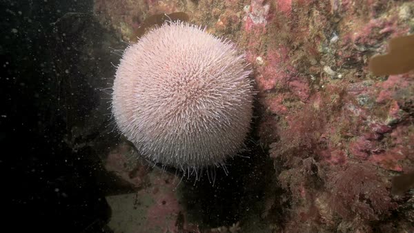 Sea urchin (Echinus sp.) underwater. Martins Haven, Wales, UK. - HD ...