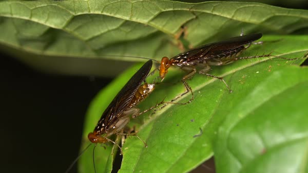 Cockroaches (Pseudophyllodromia sp.) courting on a leaf in the ...