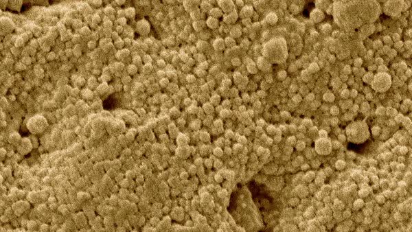 Animated coloured scanning electron micrograph (SEM) Chicken eggshell ...