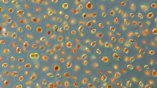 Light microscope footage of Haematococcus sp. algae, showing the ...