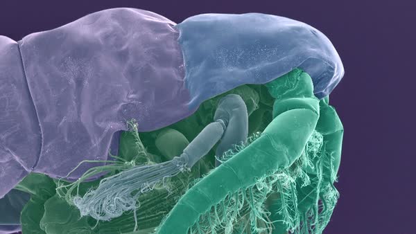 Animated coloured scanning electron micrograph (SEM) of a marine ...