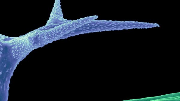 Lavender stem trichomes (Lavandula sp), animated coloured scanning ...