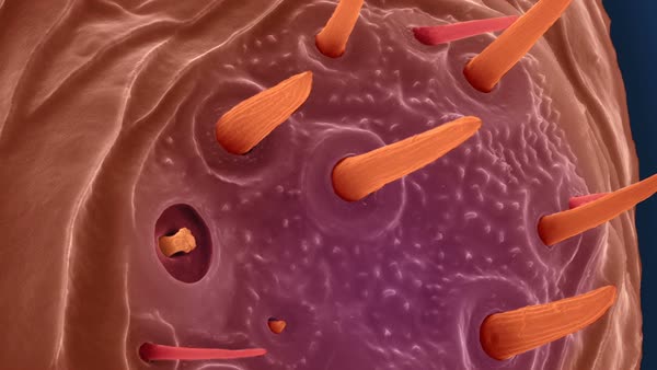 Animated coloured scanning electron micrograph (SEM) of Chicken body ...
