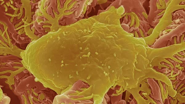 Kidney glomerulus. Animated coloured scanning electron micrograph (SEM ...