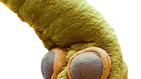 Dog tapeworm. Animated coloured scanning electron micrograph (SEM) of a ...