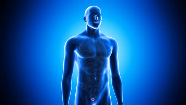Human body rotating against a blue background, zooming in to show the ...