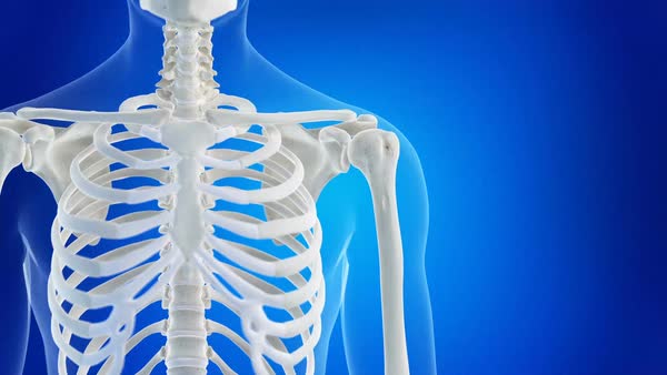Human skeleton against a blue background, zooming in to show the ...