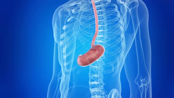 Human body rotating against a blue background showing the stomach ...