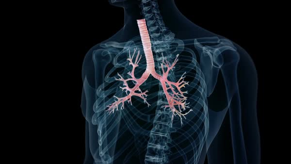 Human body rotating against a black background showing the bronchi in ...