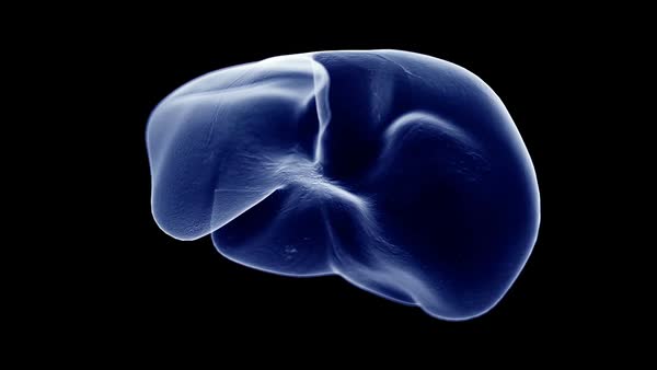 Human liver rotating against a black background, animation. - HD ...