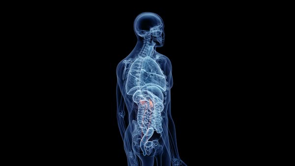 Human body rotating against a black background, showing the kidneys and ...