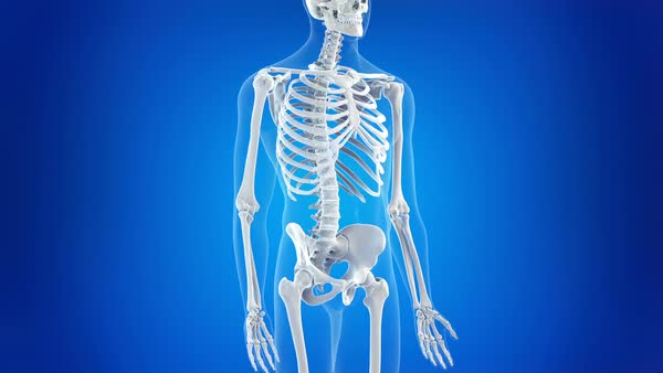 Human skeleton against a blue background, zooming in to painful lumbar ...