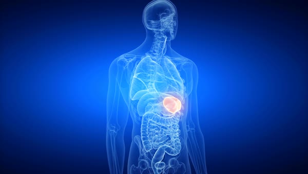 Human body against a blue background, zooming in to show the spleen ...