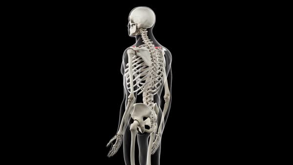 Rotation of the human skeleton showing the clavicle (collar bone ...