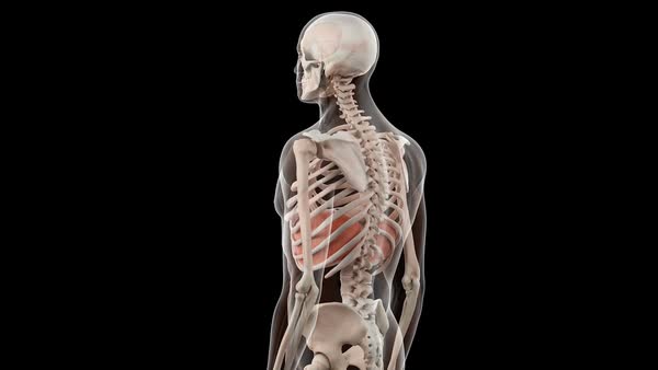 Rotation of the human skeleton showing the diaphragm, animation. - HD ...