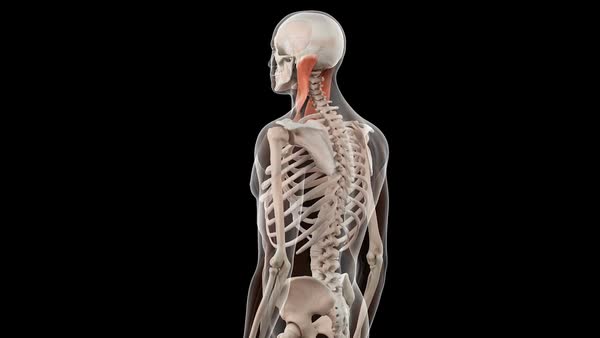 Rotation of the human skeleton showing the sternocleidomastoid muscle ...