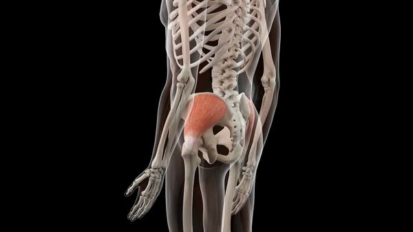 Rotation of the human pelvis showing the gluteus medius muscles ...