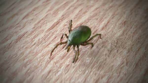 Tick walking on human skin, animation. - HD Royalty-free Stock Video ...