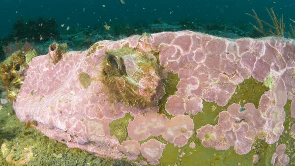 Acorn barnacle (Balanus balanus) feeding, using their branched ...